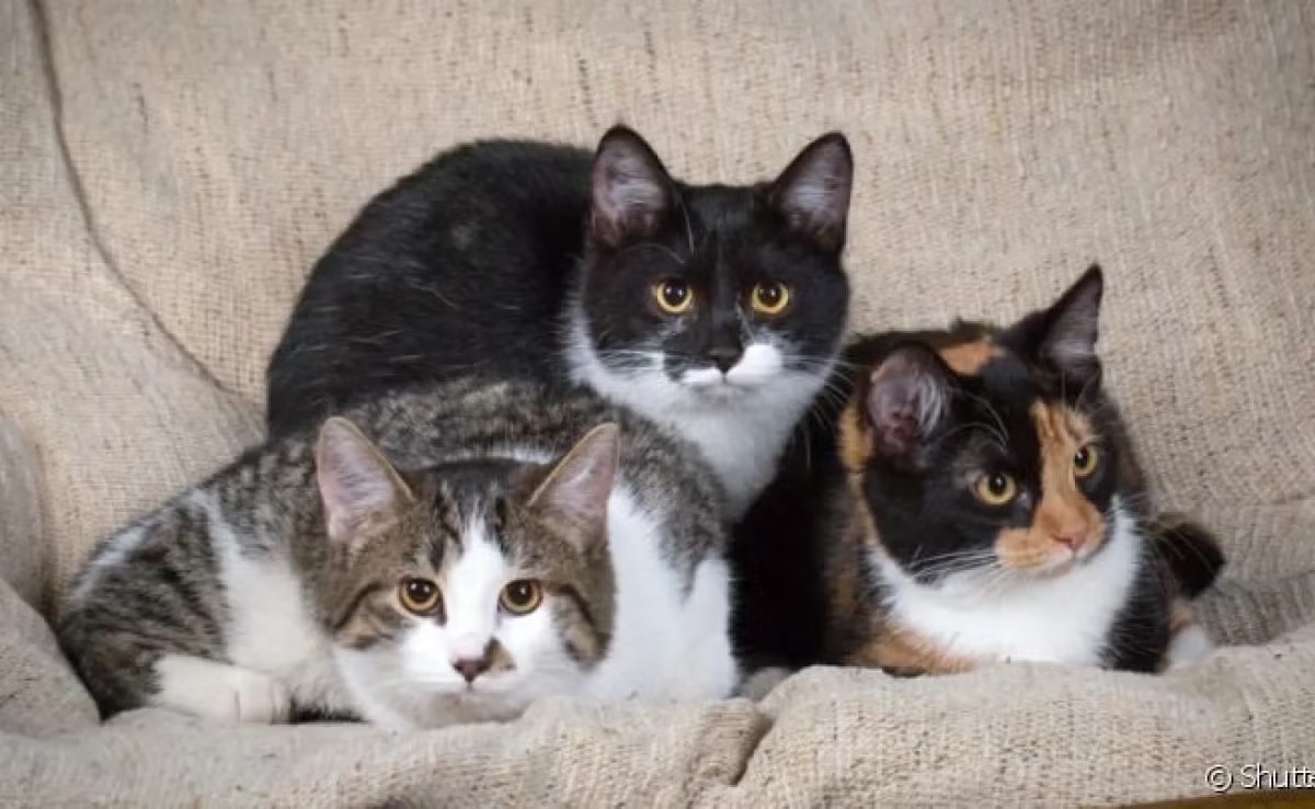 Concurso elege o gato vira-lata mais bonito do Brasil; saiba como ...