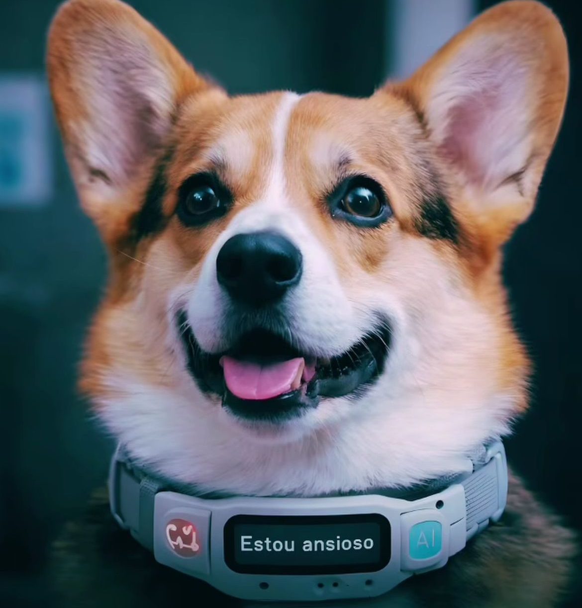 Coleira com inteligência artificial promete traduzir emoções dos cães e ...