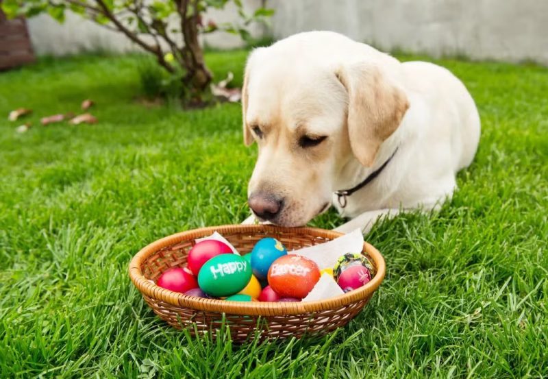 Ovo de Páscoa para cachorro: Veja receita segura e cuidados essenciais ...