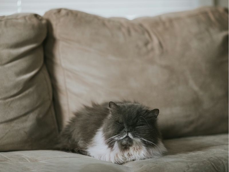 Concurso de gatos premia pets resgatados em desafio divertido no ...